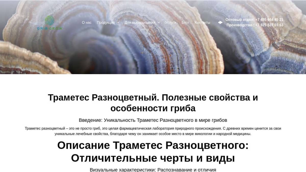 Траметес Разноцветный: польза и лечебные свойства гриба